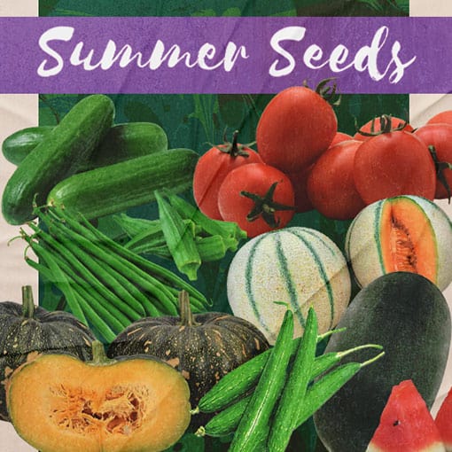 Summer Season Vegetable Seeds India Archives | Shashi N Gautam