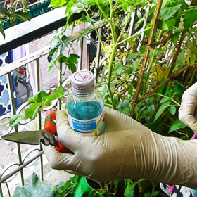 100% Powdery Mildew Control With 5 Safe Home Remedies