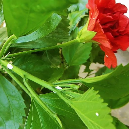 100% Effective Way To Get Rid Of Mealybug On Hibiscus Plants In 2 Steps ...
