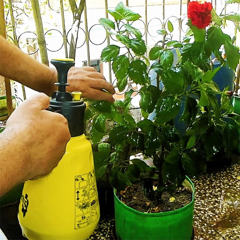 100% Effective Way To Get Rid Of Mealybug On Hibiscus Plants In 2 Steps ...