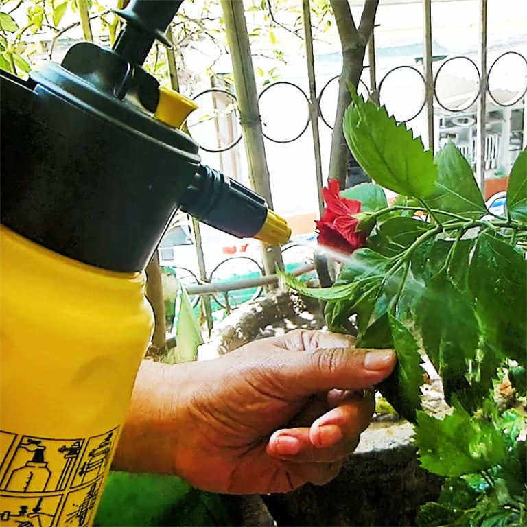 100% Effective Way To Get Rid Of Mealybug On Hibiscus Plants In 2 Steps ...